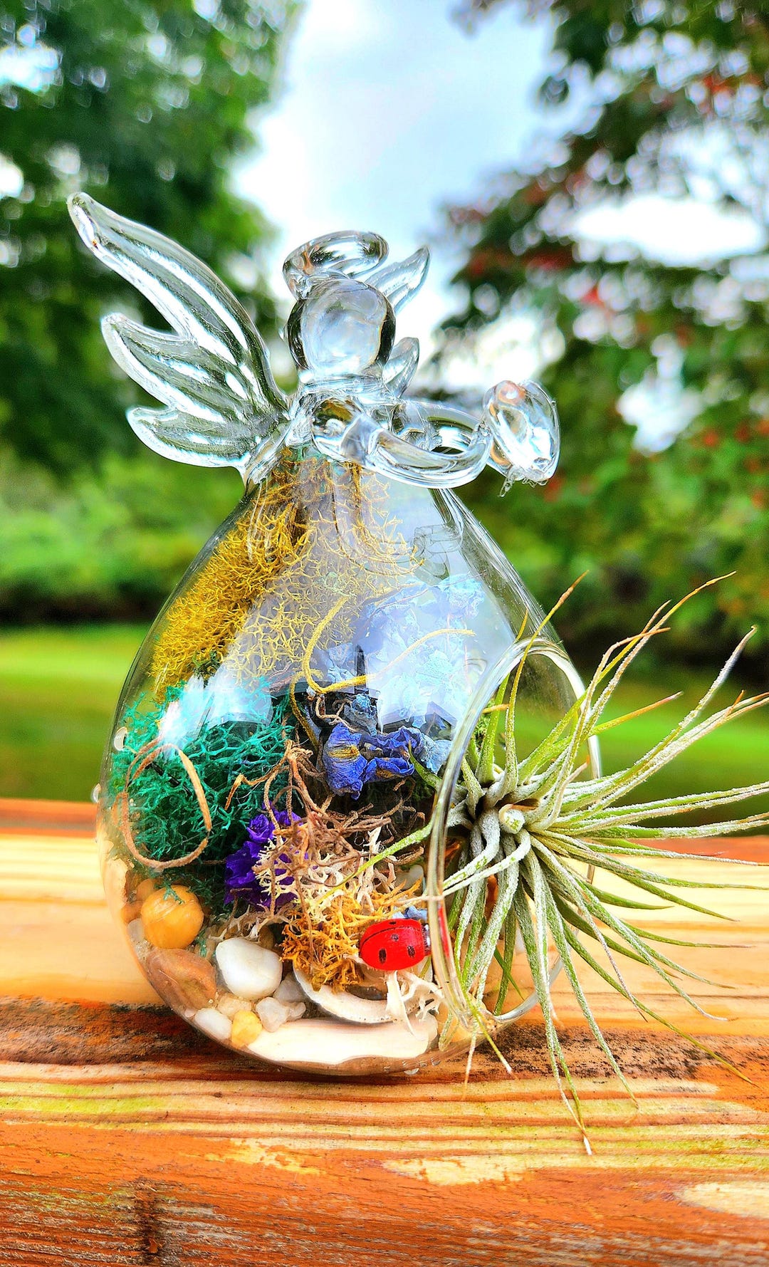 Angel Glass Air Plant Terrarium Kit: Driftwood Snail Sculpture. - Etsy