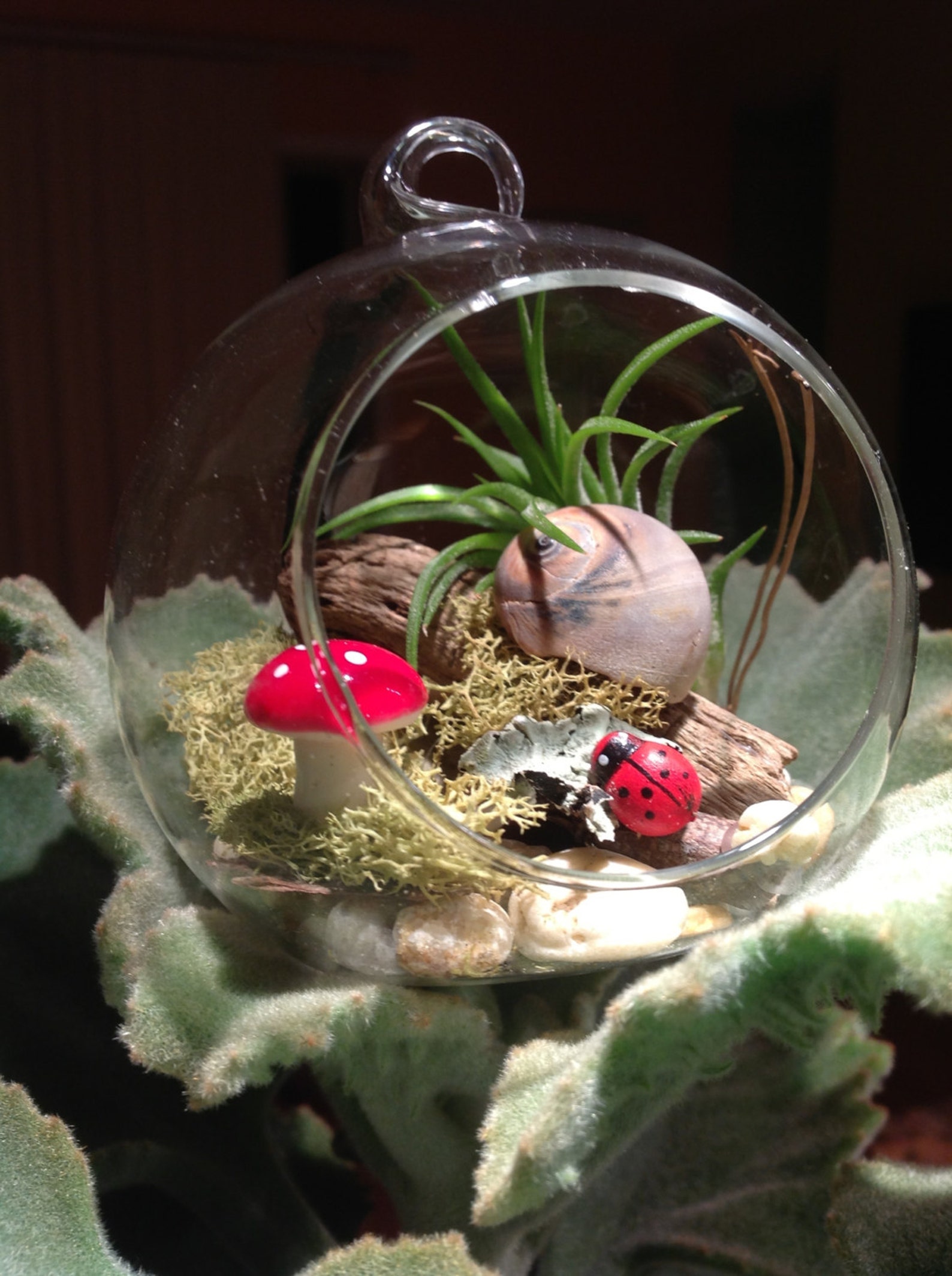 Air Plant Terrarium Kit: "a Fairy's Shoreline Retreat" Featuring a ...