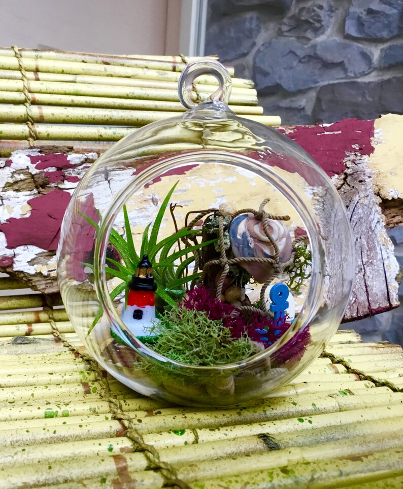 Sale,air Plant Terrarium Kit,terrarium,air Plants,globe Glass Terrarium ...