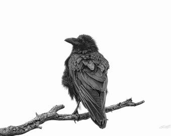 Raven Feathers Photograph — Fine Art Photographic Print of Intricate ...