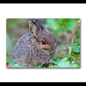 Baby Snowshoe Hare (great for Baby's Room) Easter Spring - Etsy