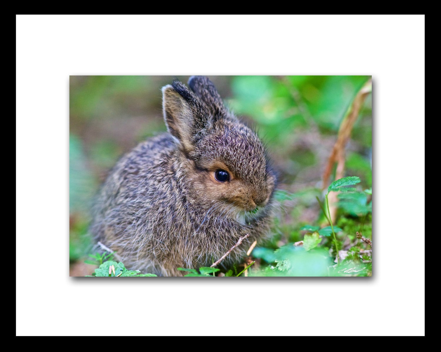 Baby Snowshoe Hare (great for Baby's Room) Easter Spring - Etsy