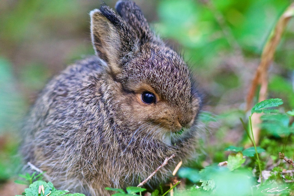 Baby Snowshoe Hare (great for Baby's Room) Easter Spring - Etsy