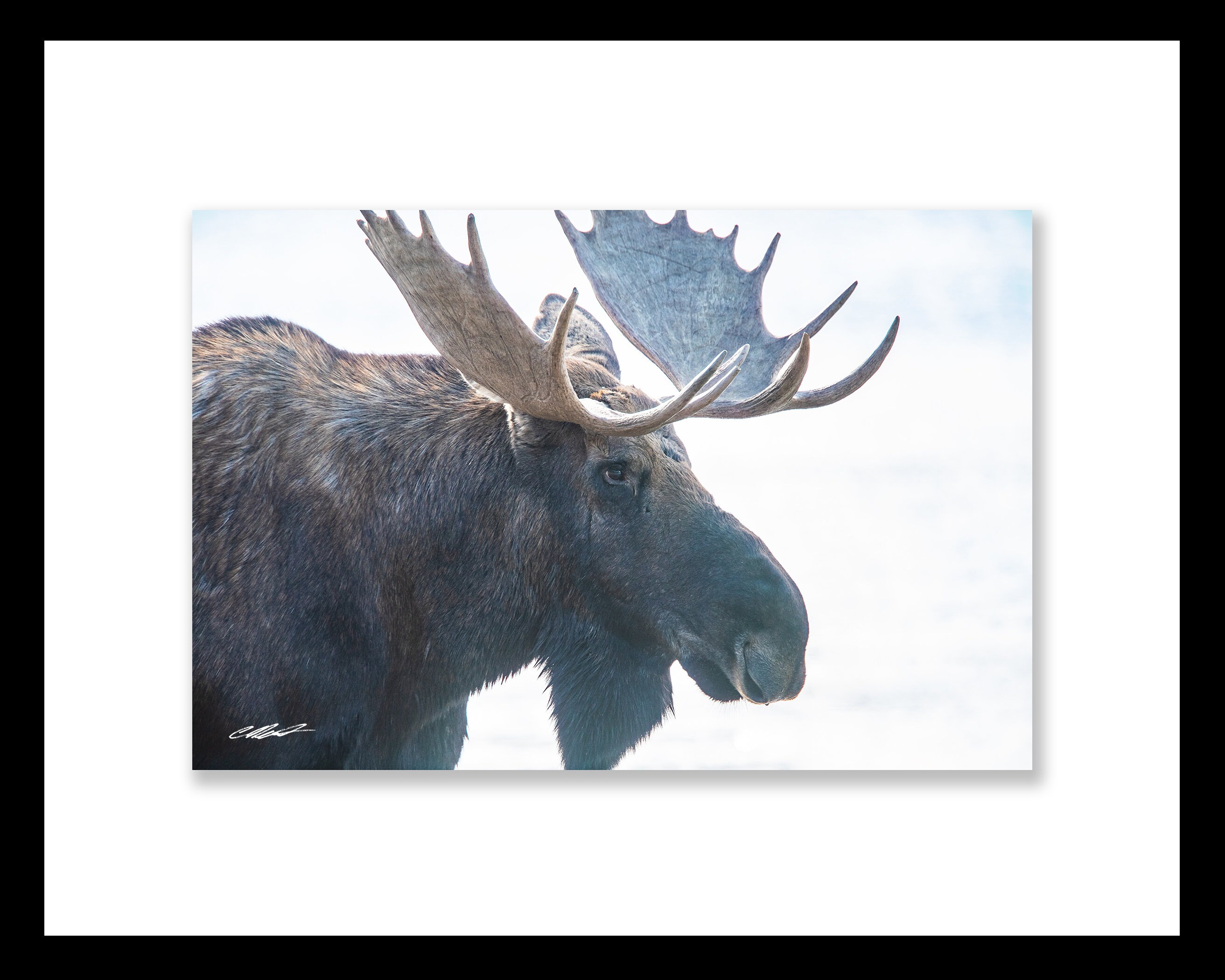 Bull Moose Profile Photographic Print - Etsy