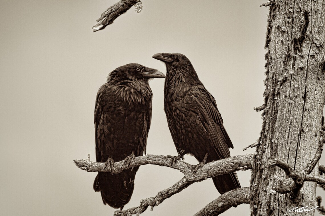 Two Ravens - Etsy