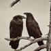 Two Ravens - Etsy