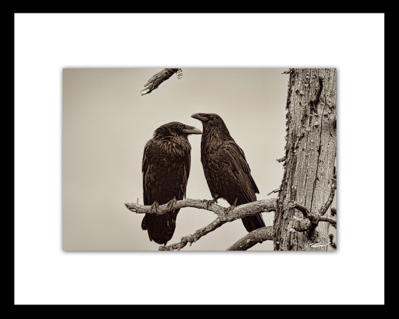 Two Ravens - Etsy