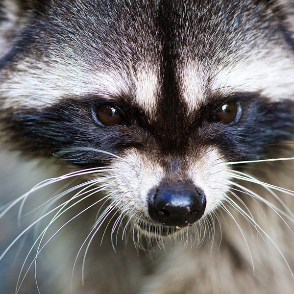 Raccoon Taxidermy - Etsy