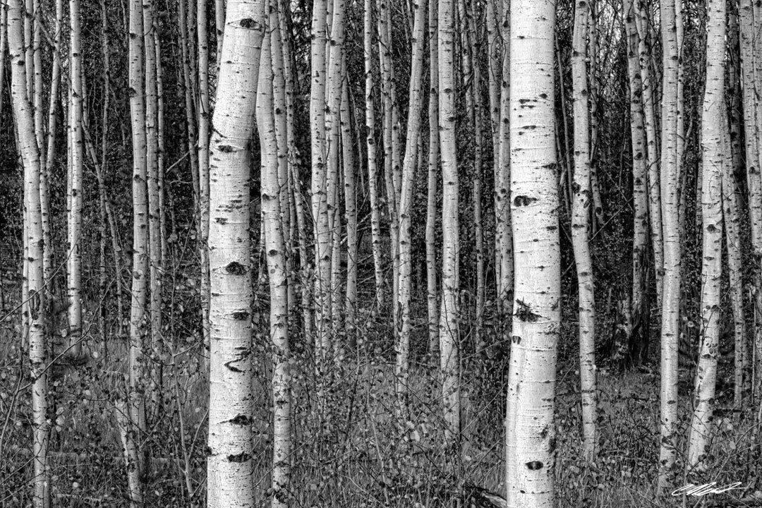 Aspen Trees - Etsy