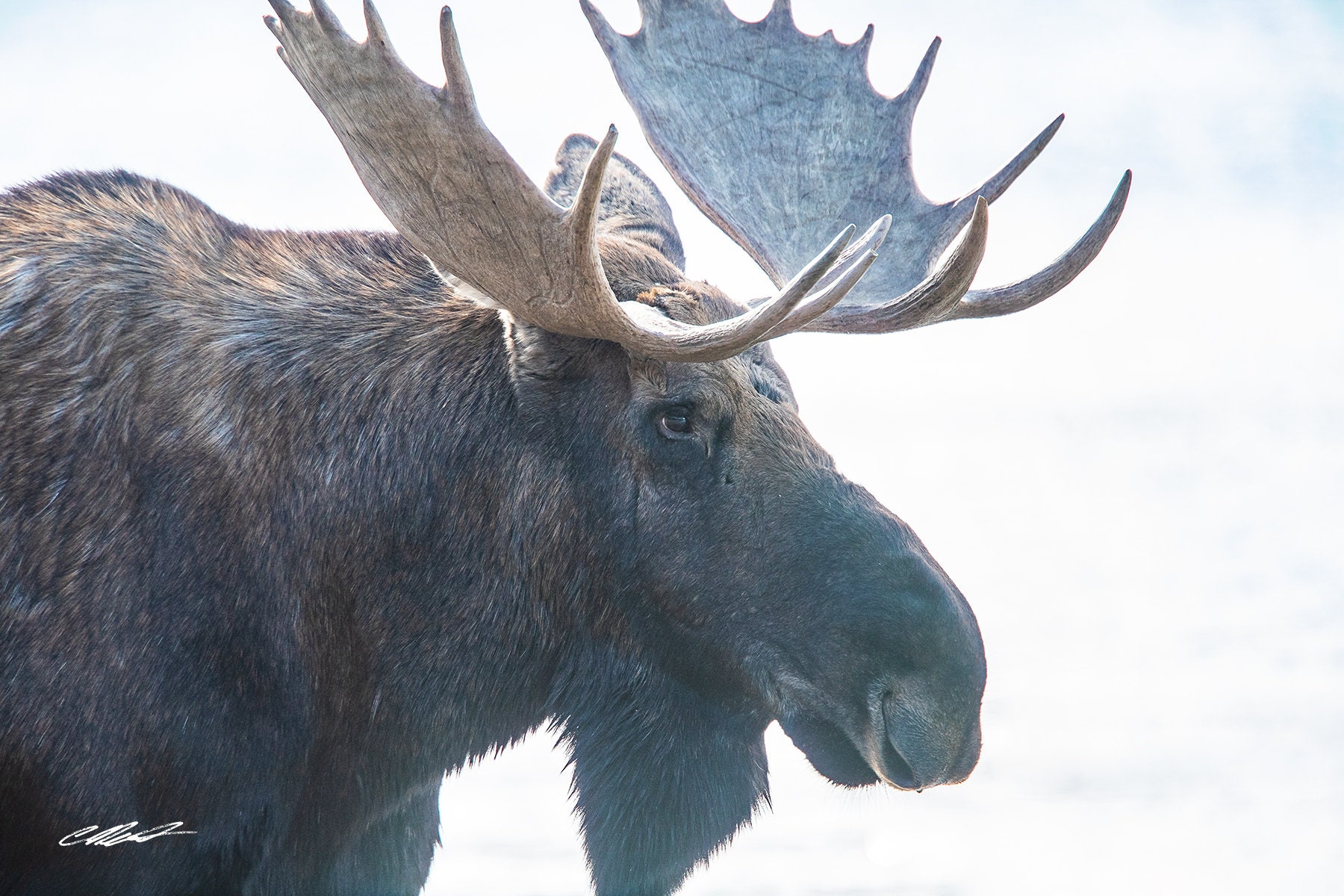 Bull Moose Profile Photographic Print - Etsy