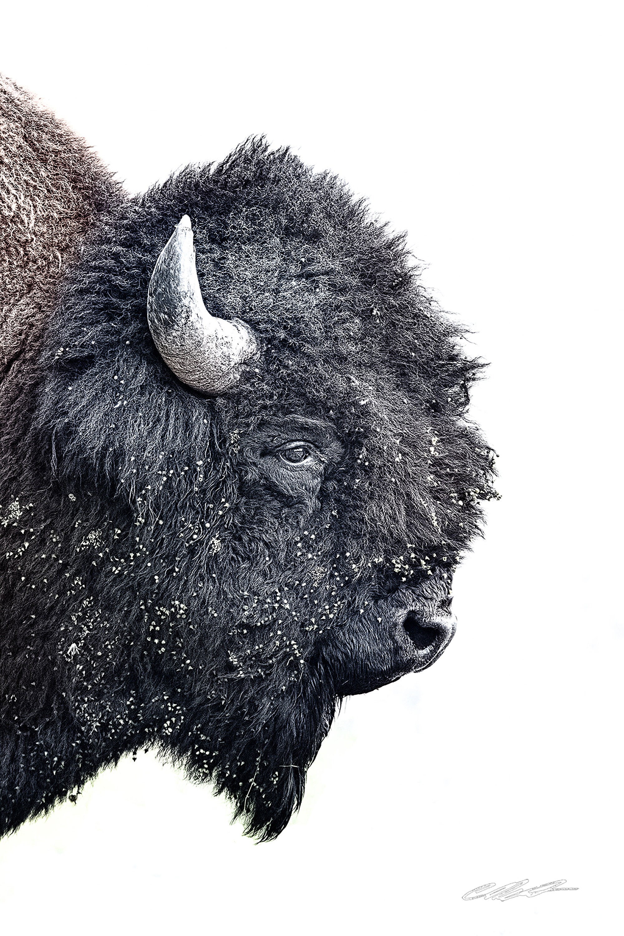 Bull Bison Profile - Etsy