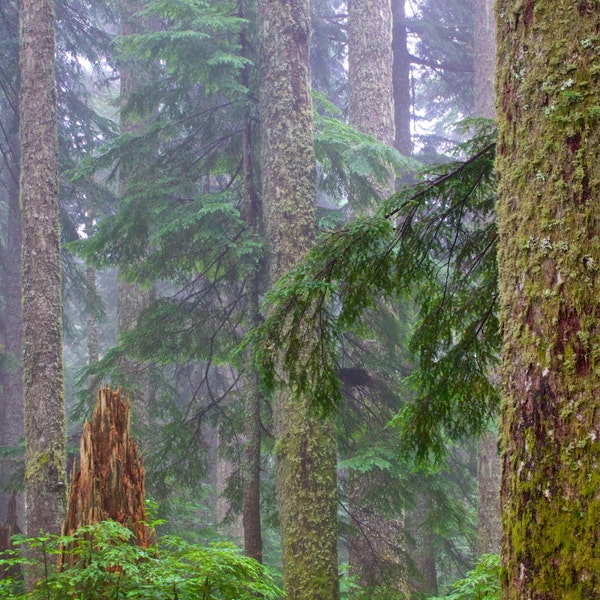 Old Growth Forest Poster - Etsy