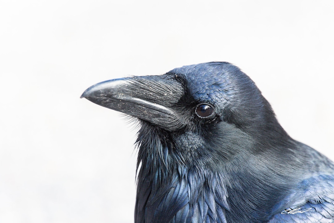 Colourful Raven - Etsy