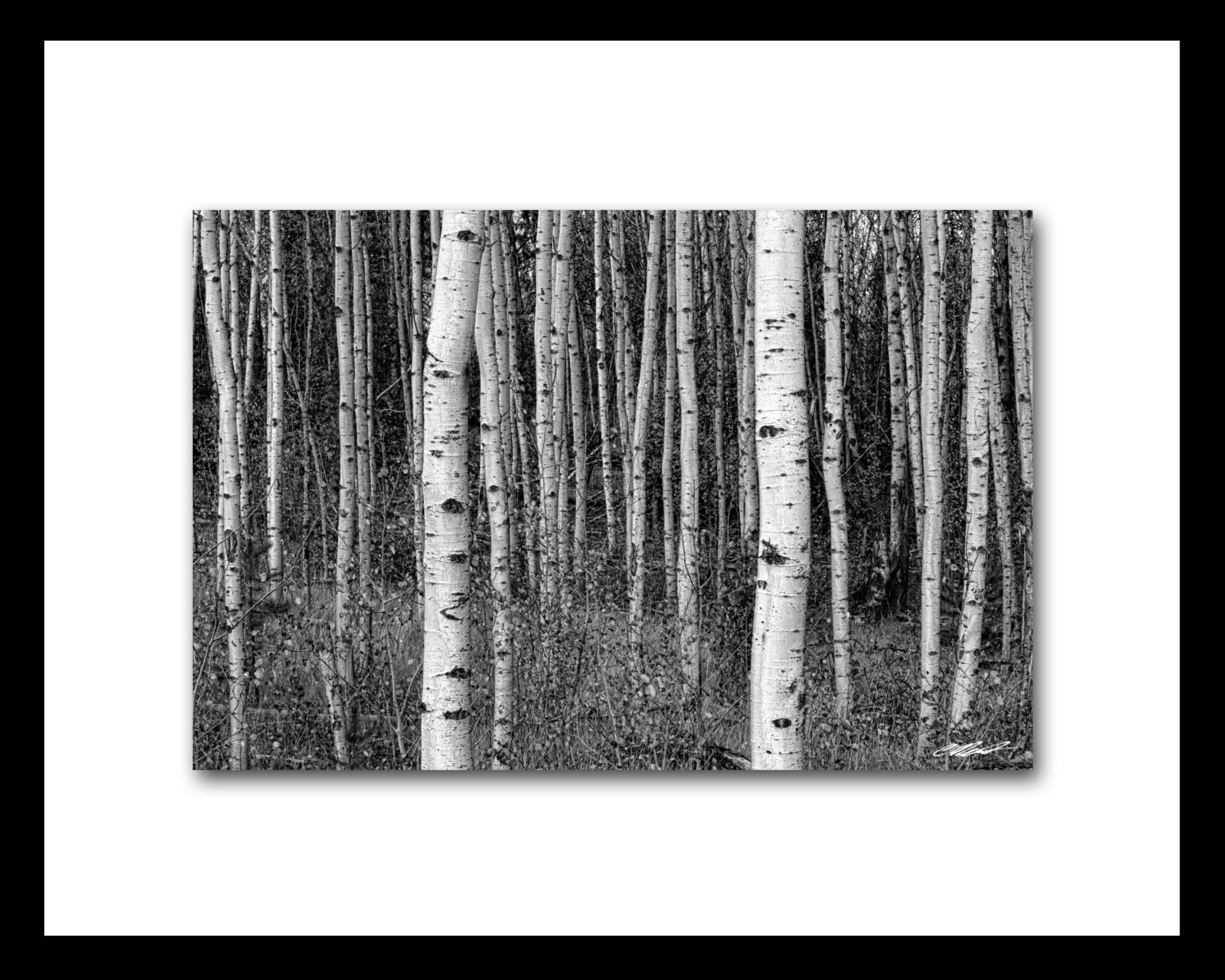 Aspen Trees - Etsy