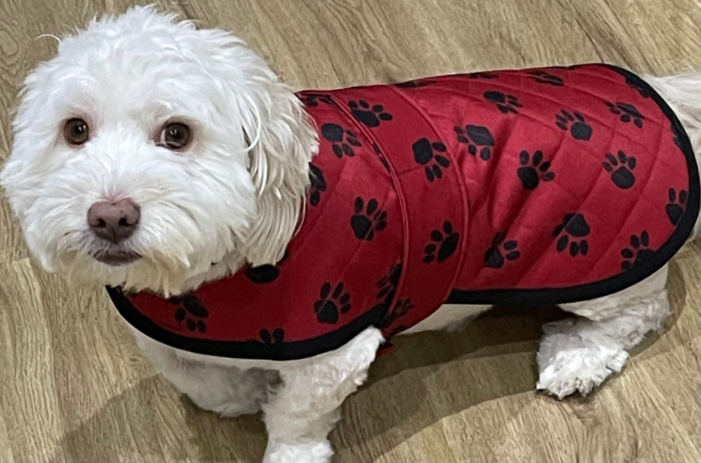 Pendi's Quilted Dog Coat Paper Multi Size Pattern - Etsy UK