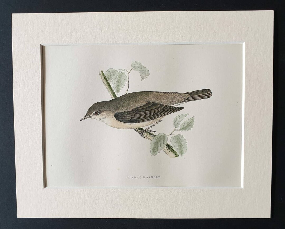 Garden Warbler - Original 1891 Hand Coloured Bird Print in Mount - Etsy