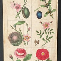 Original Botanical - Etsy