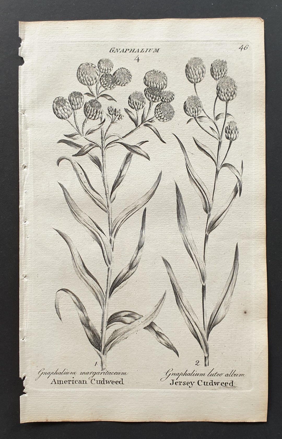 American and Jersey Cudweed Original 1802 Culpeper Engraving 46 - Etsy