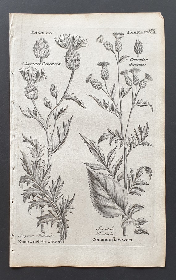 Art & Collectibles Prints Mouse Ear Scorpion Grass and Field Mouse Ear ...