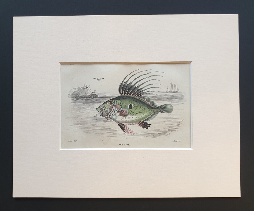 The Dory - Original C1860 Hand Coloured Fish Print in Mount - Etsy