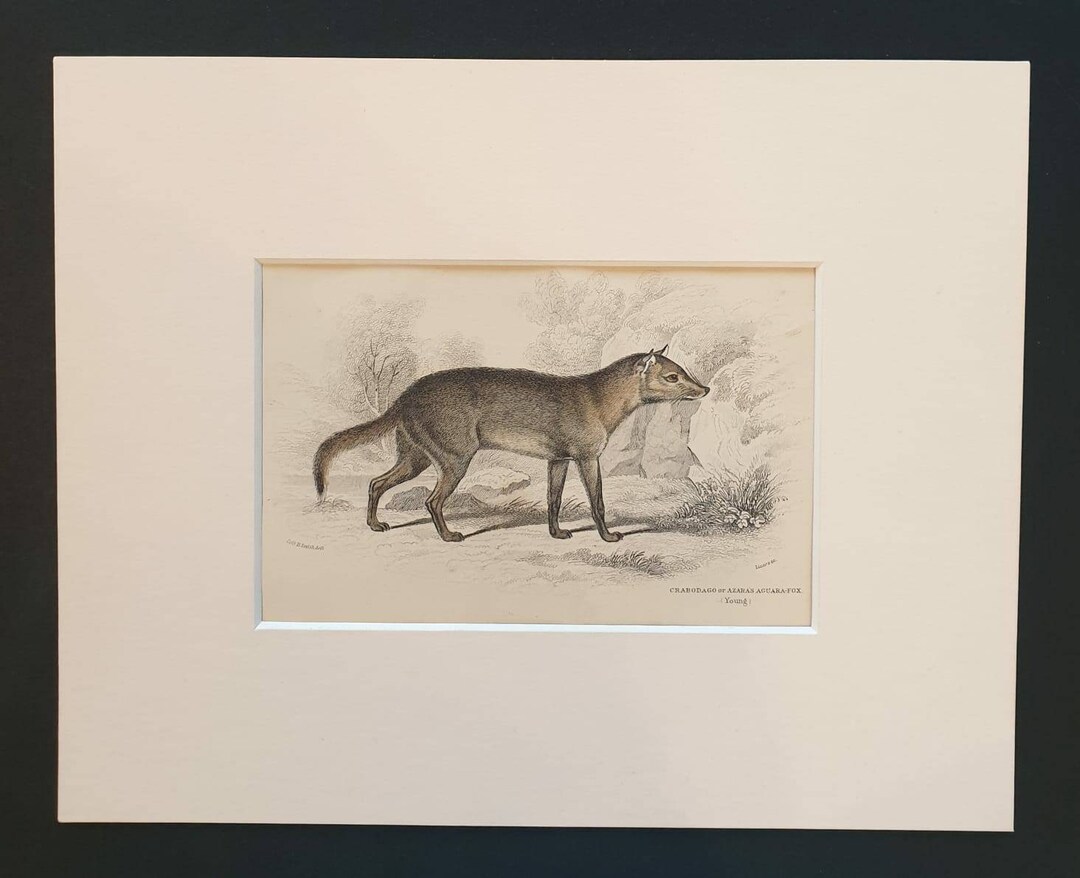 Original 1839 Hand Coloured Mammalia Print in Mount Crabodago or Azara ...
