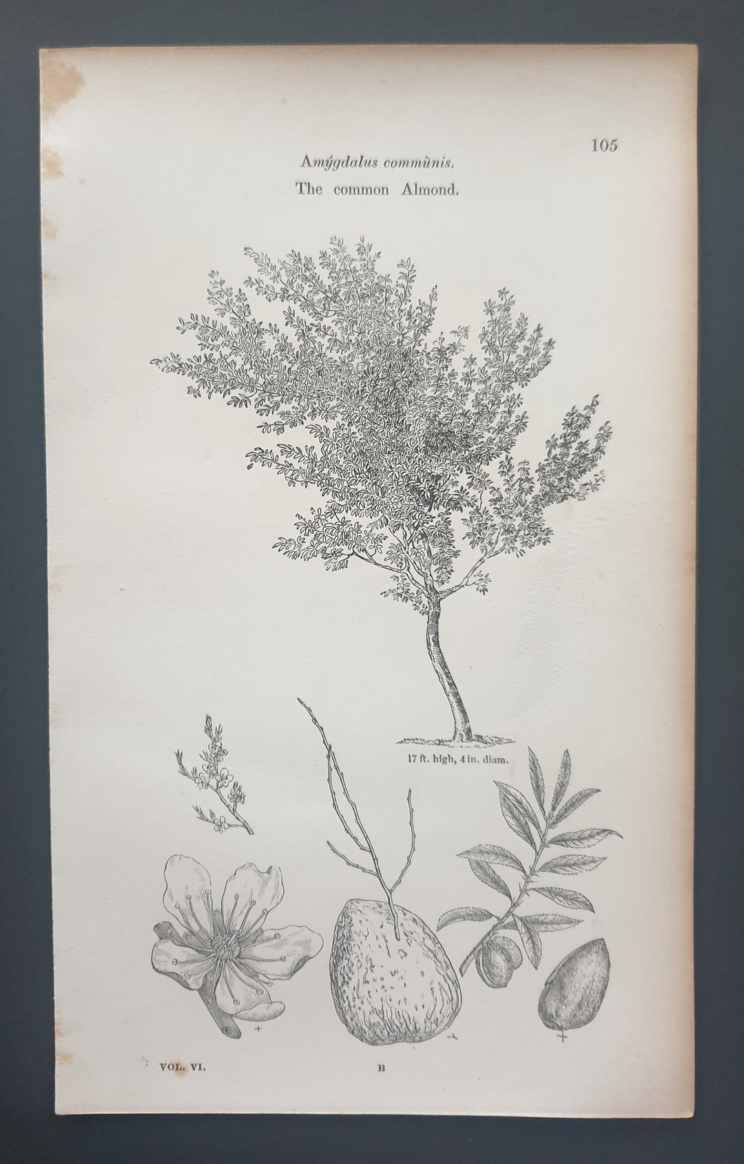The Common Almond - Original 1844 Print - Etsy
