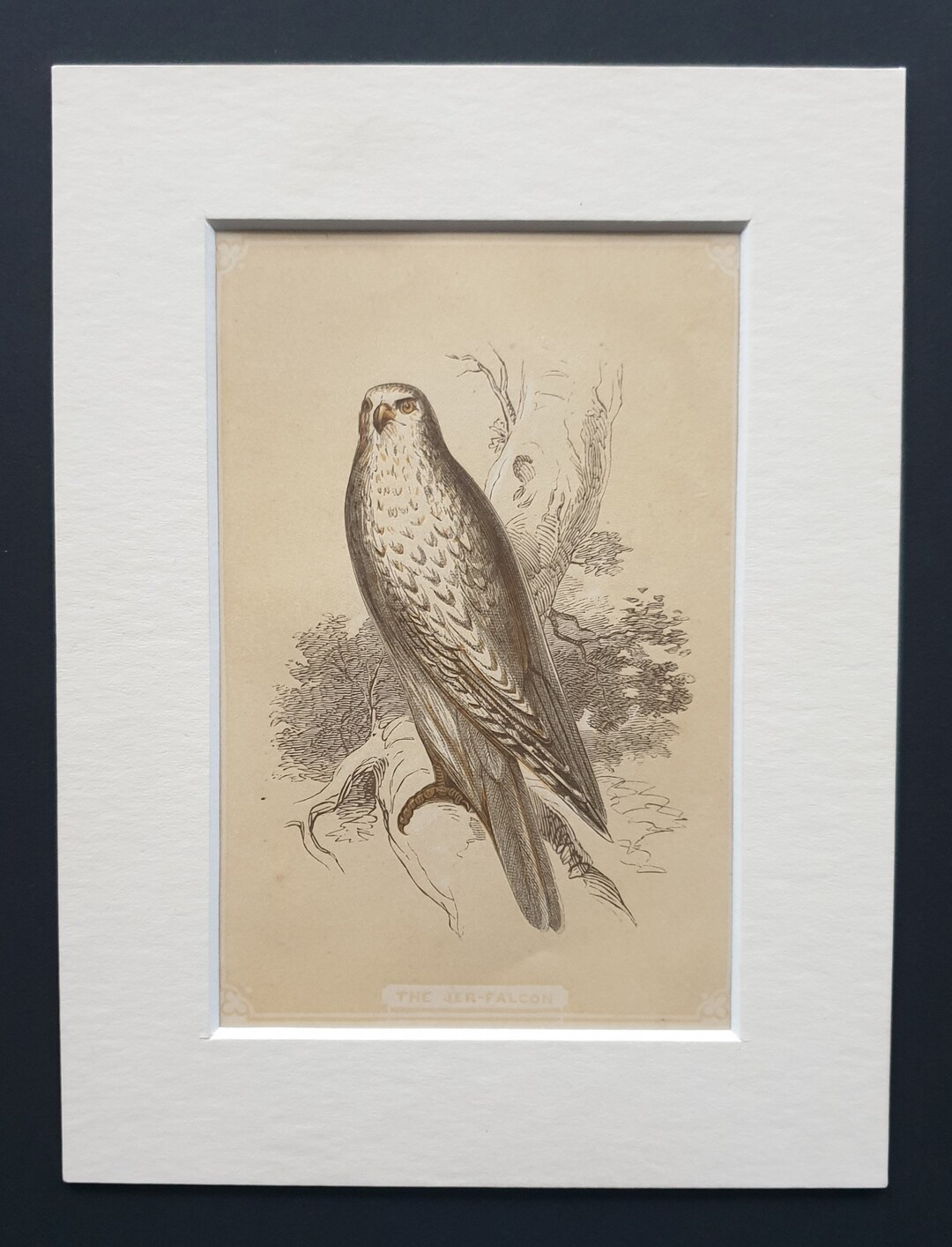 The Jer Falcon Original 1851 John Tallis Woodblock Print - Etsy