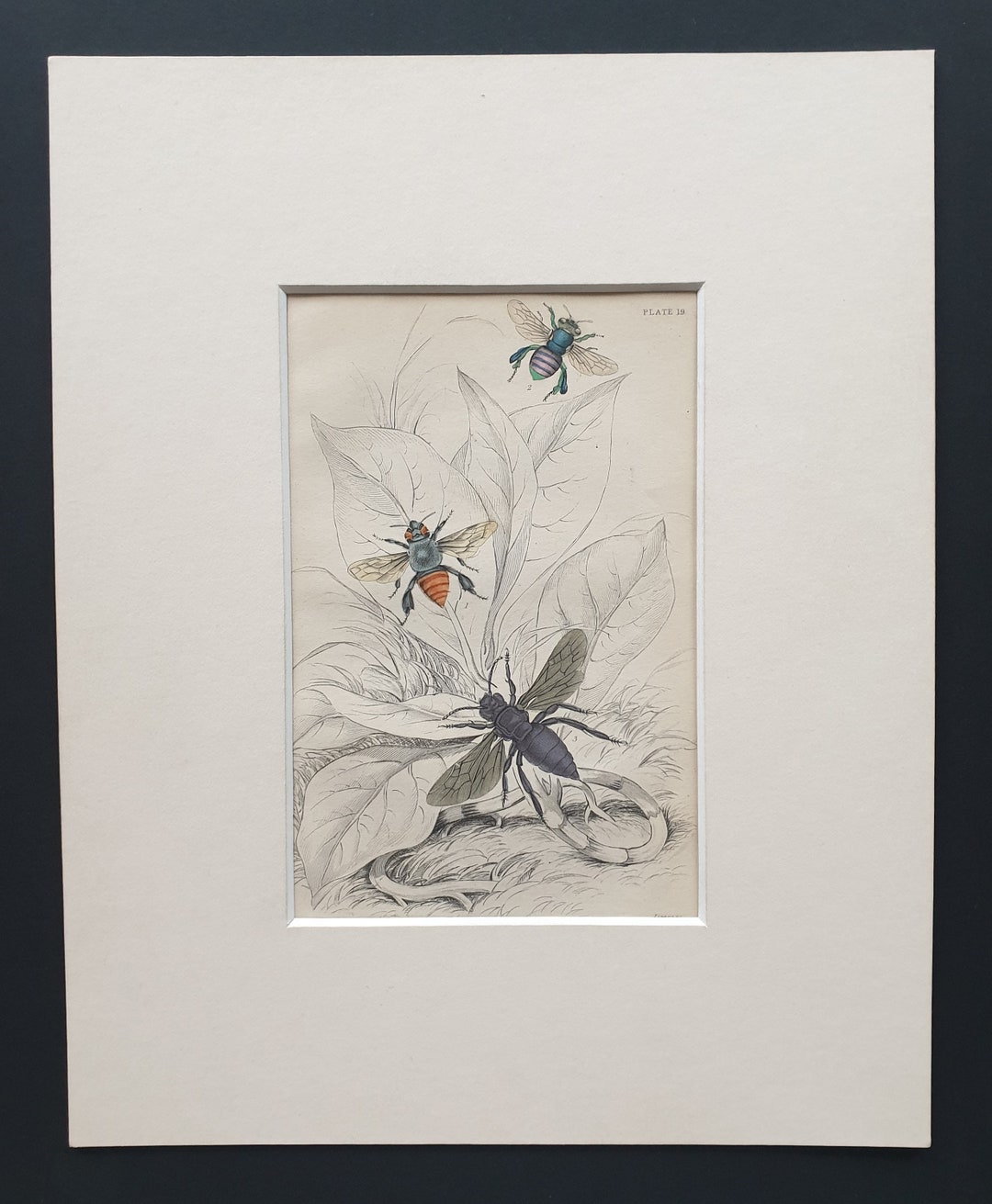 Euglossa Surinamensis, Euglossa Andiis, Aglae Caerulea - Original C1870 ...