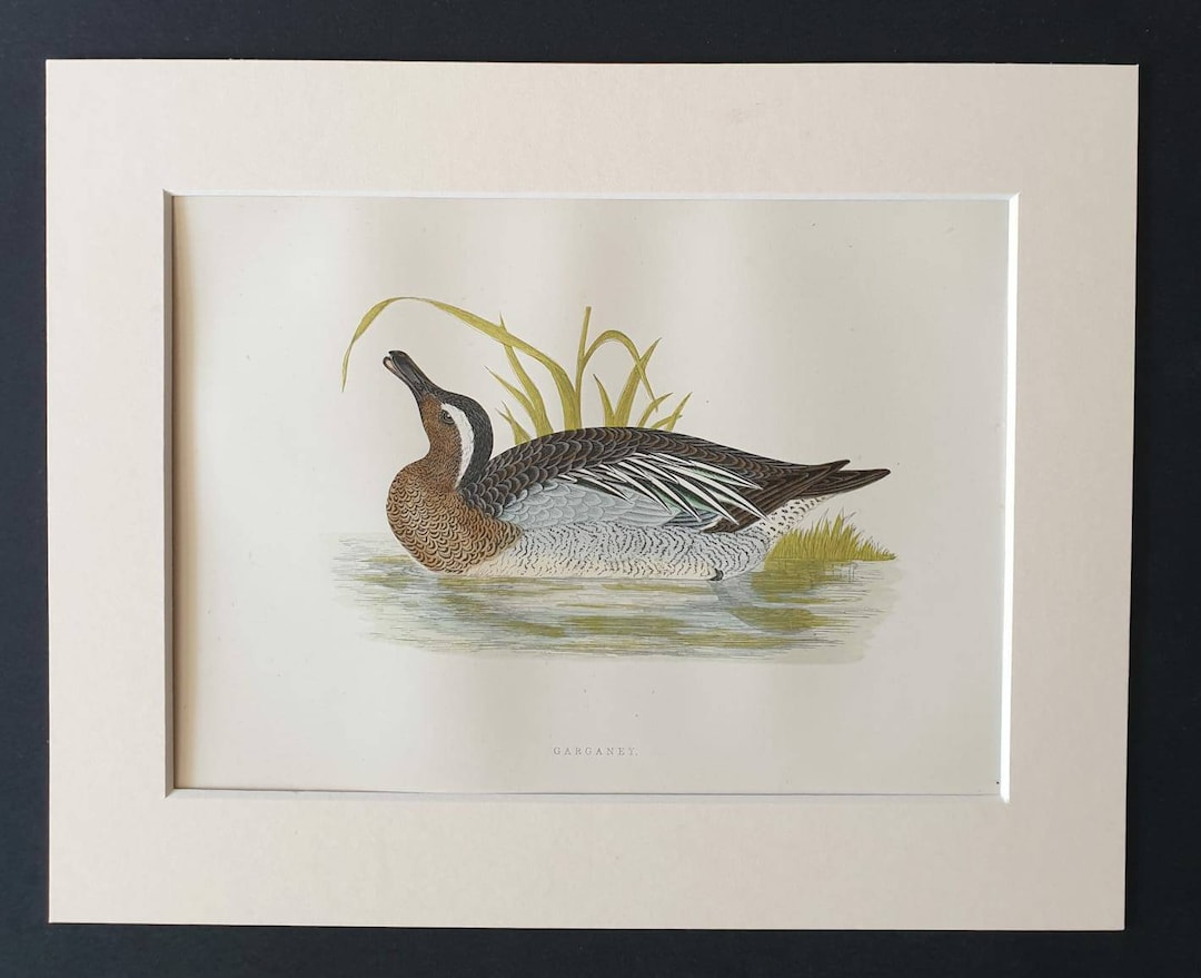 Original 1891 Hand Coloured Bird Print in Mount Garganey - Etsy