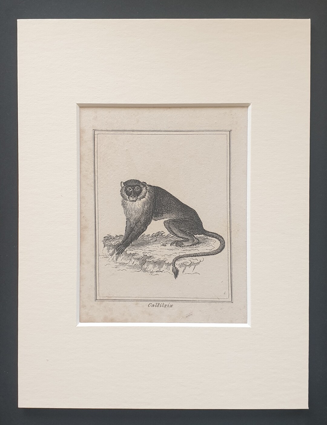 Callitrix Original 1820 Engraving in Mount - Etsy