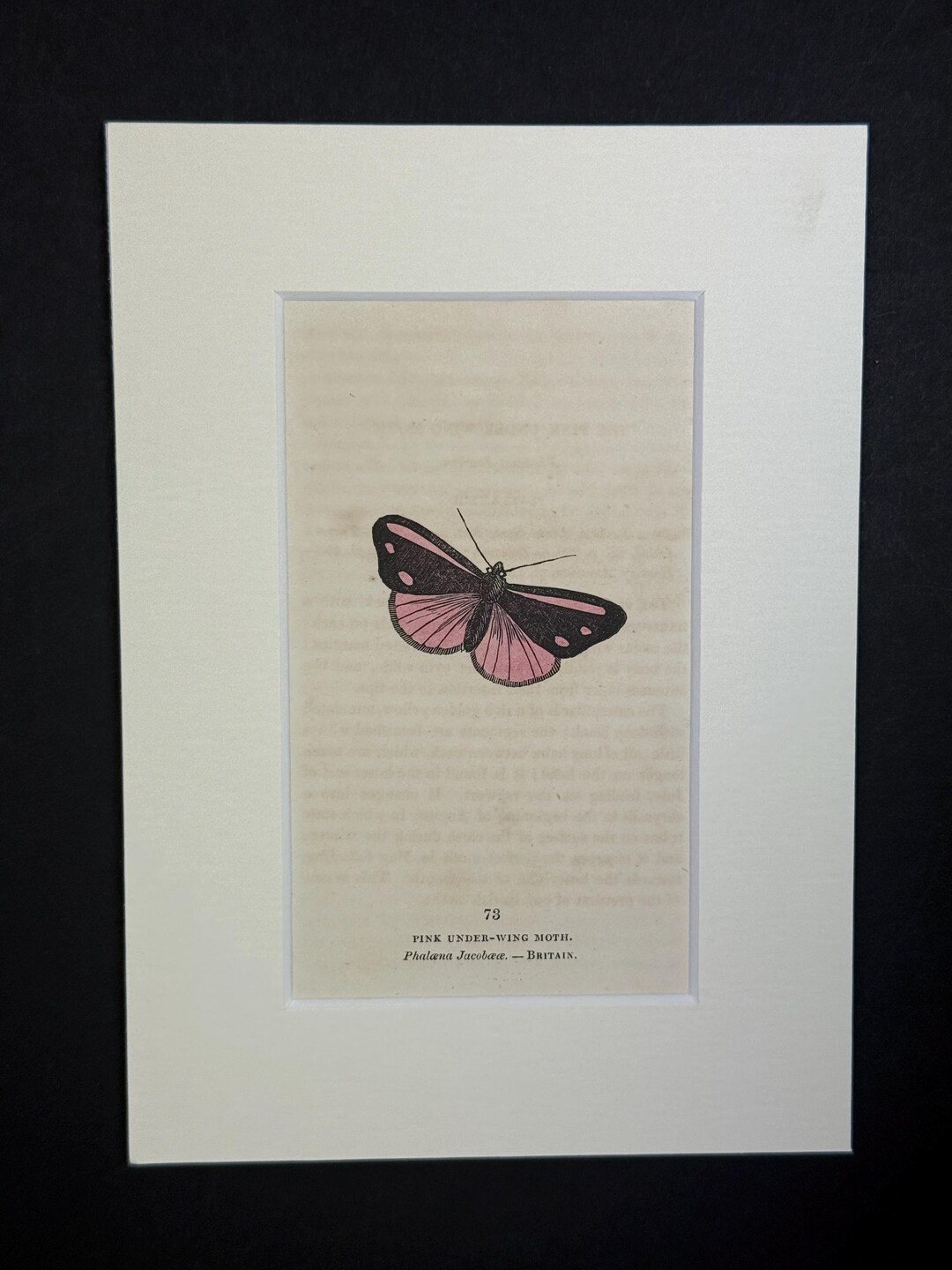 Pink Under-wing Moth - Original 1832 Hand Coloured Antique Print - Etsy
