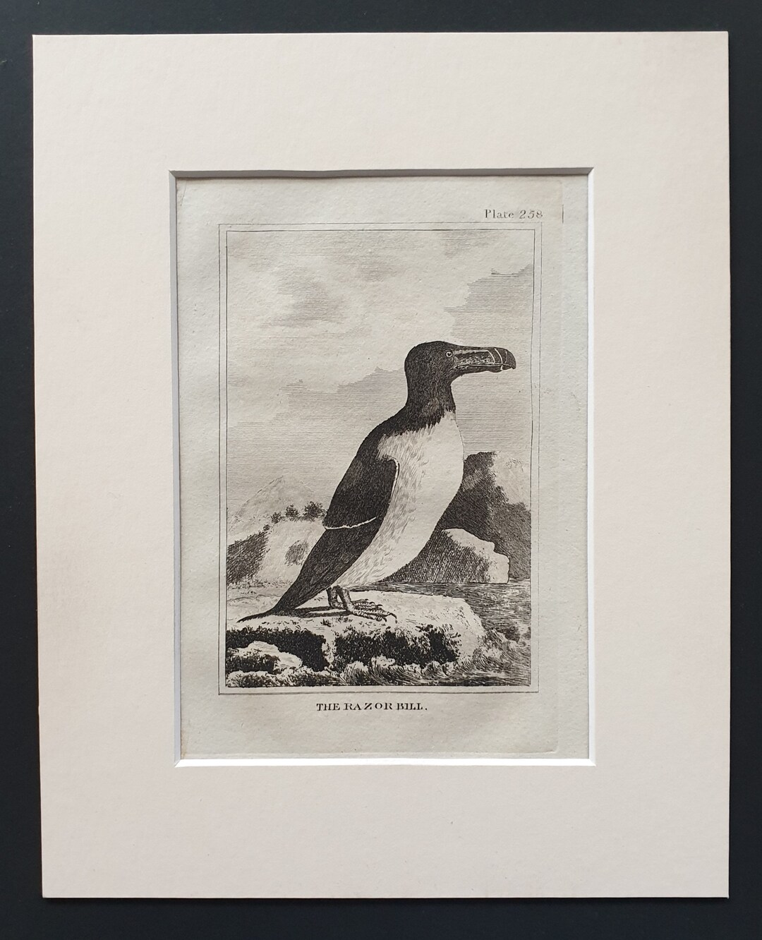 The Razor Bill Original 1812 Buffon Print in Mount 258 - Etsy