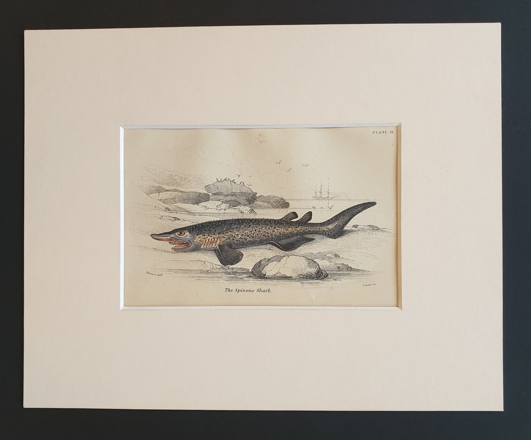 The Spinous Shark - Original C1860 Hand Coloured Fish Print in Mount - Etsy