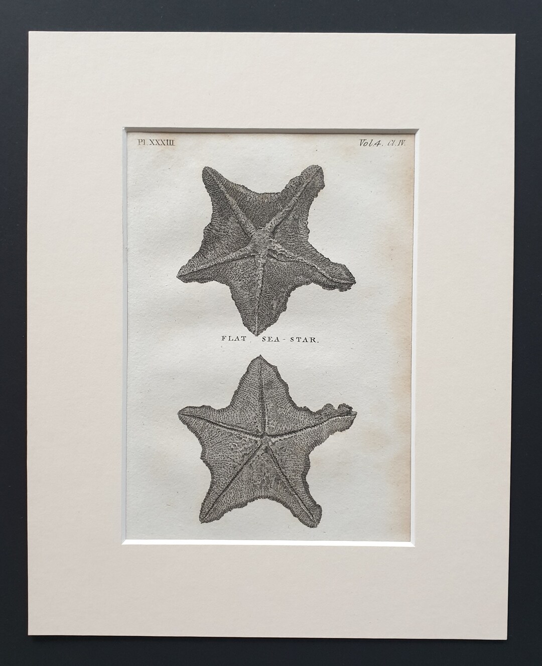 Flat Sea Star Original 1812 British Zoology Print - Etsy UK