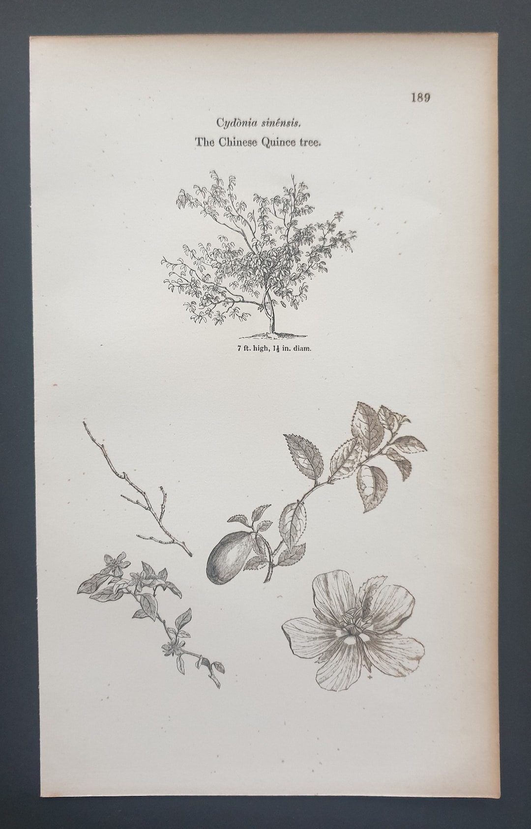 The Chinese Quince Tree - Original 1844 Print - Etsy