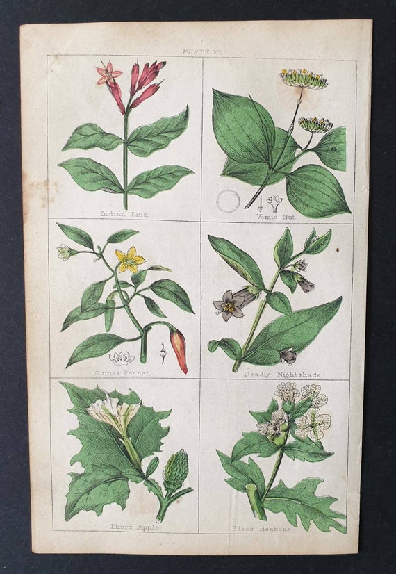 Art & Collectibles Original 1854 hand coloured botanical print ...