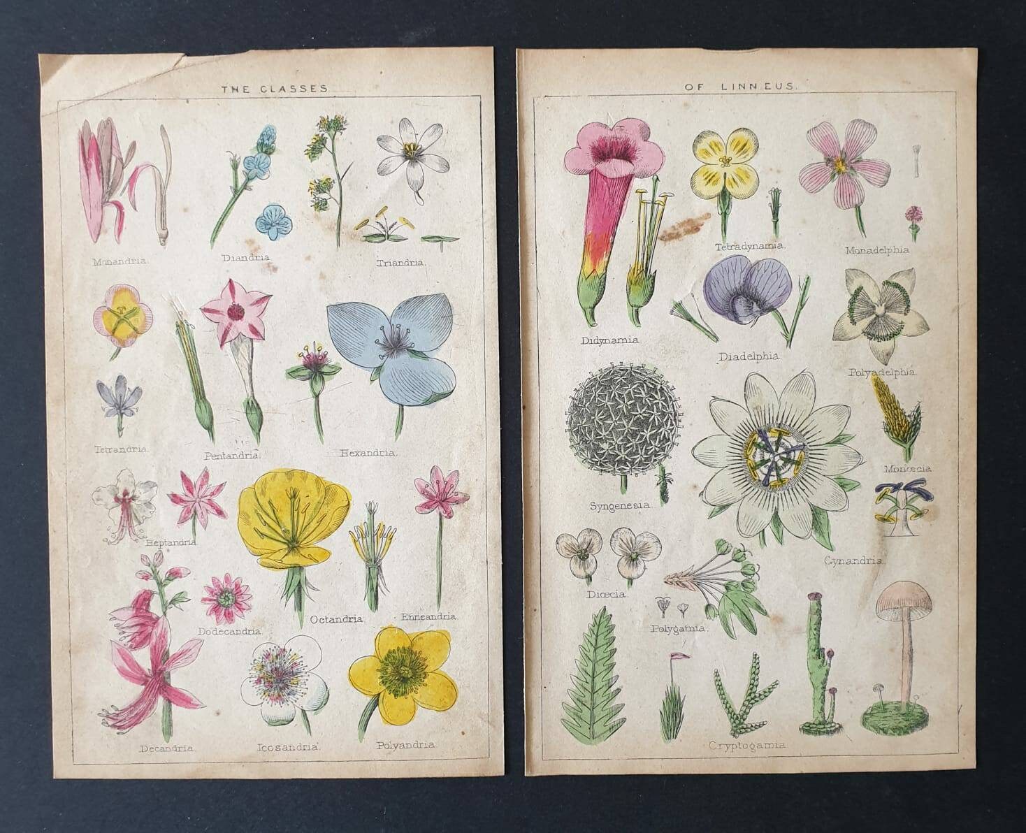 Art & Collectibles Original 1854 hand coloured botanical print ...