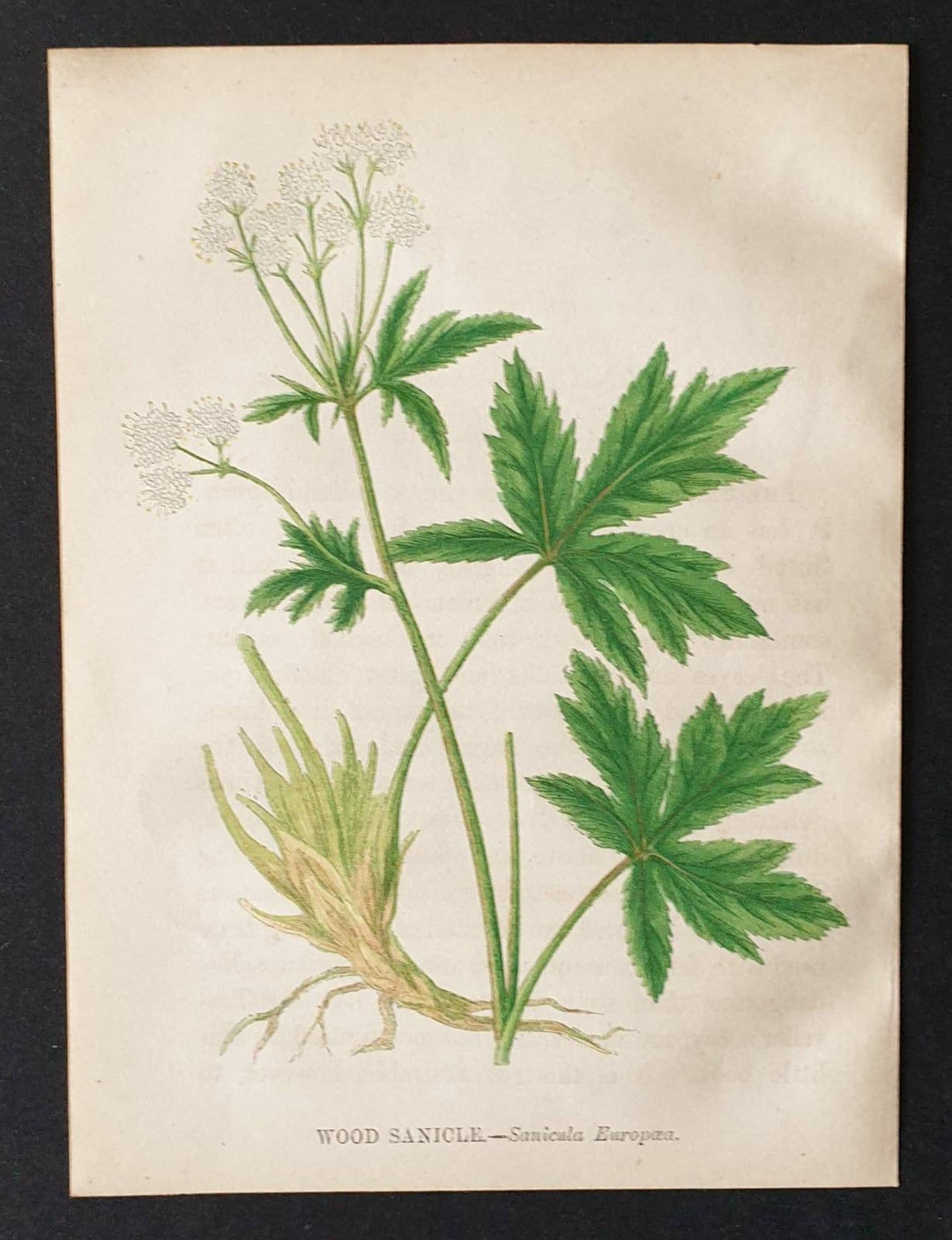 Wood Sanicle - Original 1857 Poisonous Plant Print - Etsy