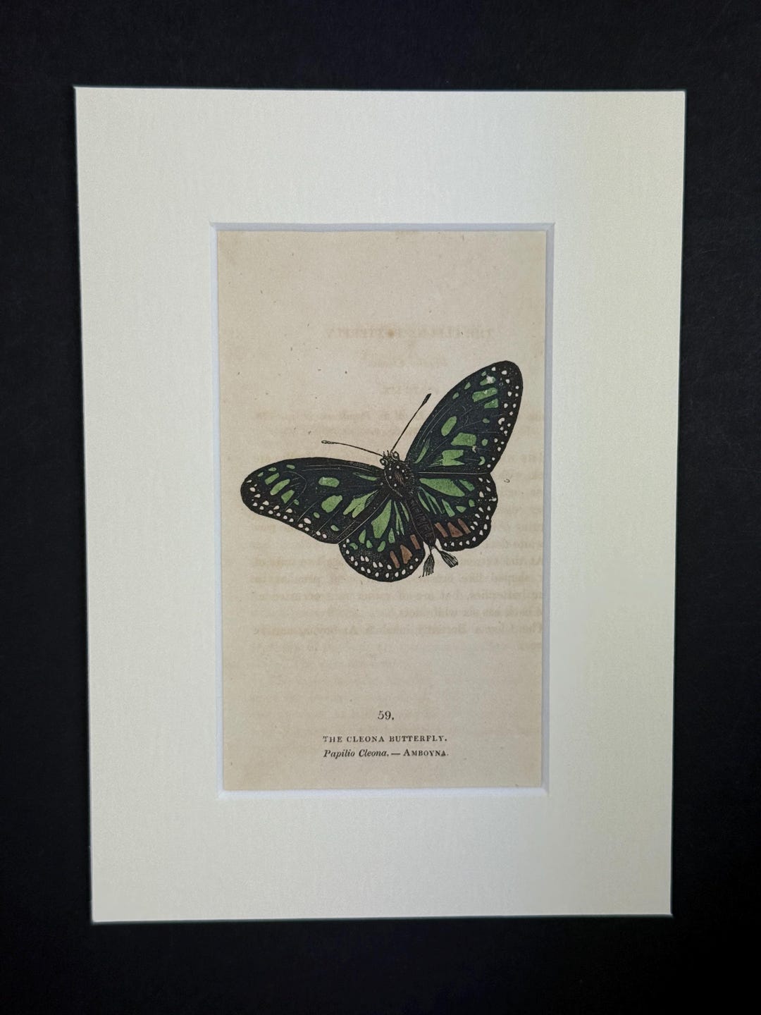 The Cleona Butterfly - Original 1832 Hand Coloured Antique Print - Etsy