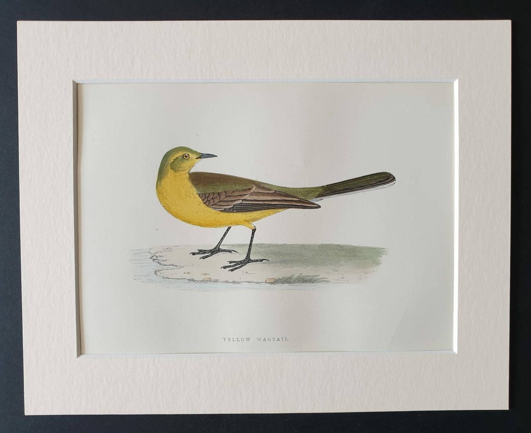 Original 1891 Hand Coloured Bird Print in Mount Yellow - Etsy