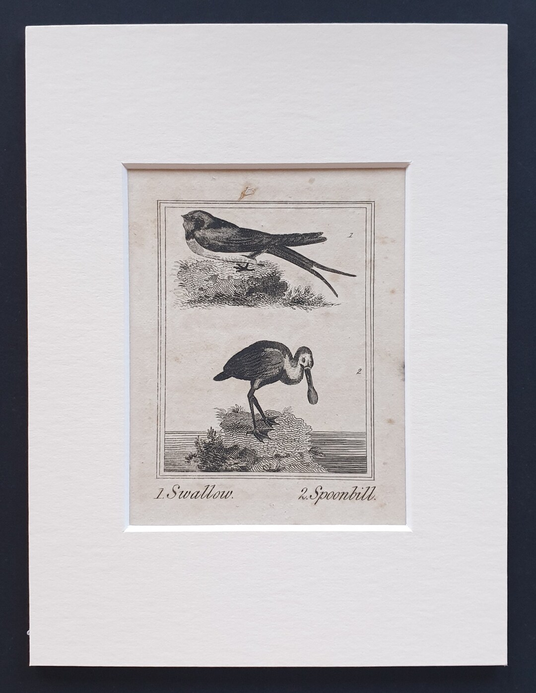 Swallow and Spoonbill - Original 1820 Engraving in Mount - Etsy