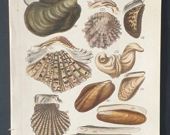 Original Shell - Etsy