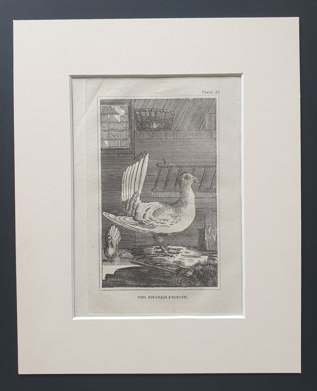 The Shaker Pigeon - Original 1812 Buffon Print in Mount (51) - Etsy