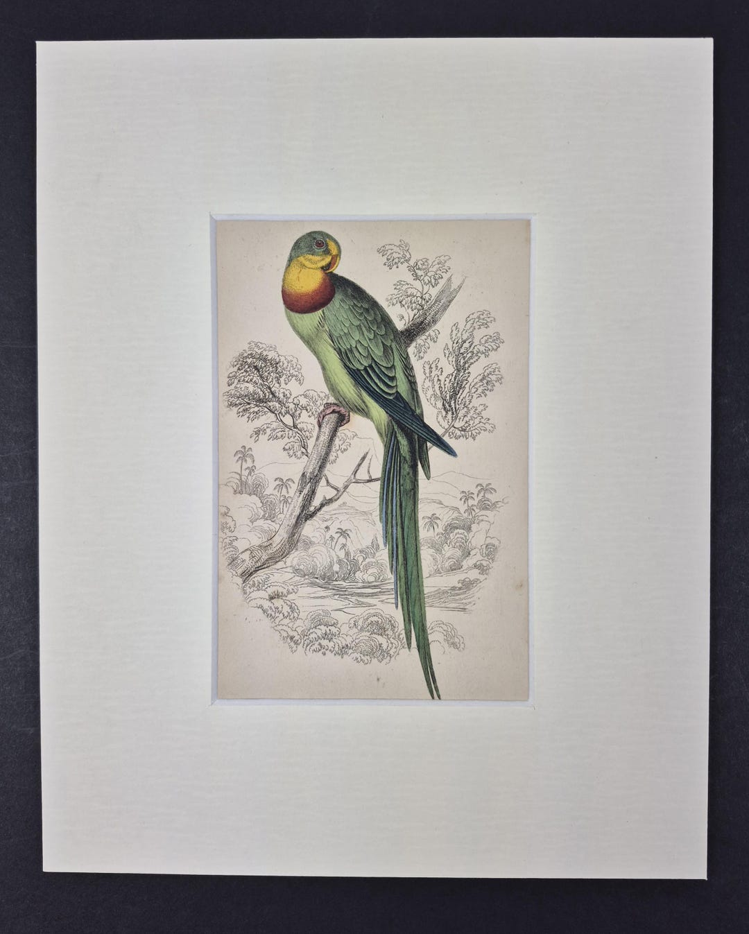 Barraband Ring-parrakeet - Original C1840 Hand Coloured Parrot in Mount ...