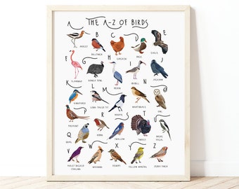 Types of Birds Poster - Etsy