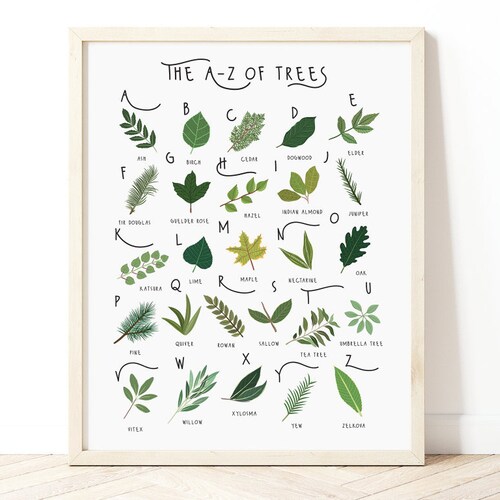 Printable Types of Trees Wall Art Conifer Art Print Tree - Etsy