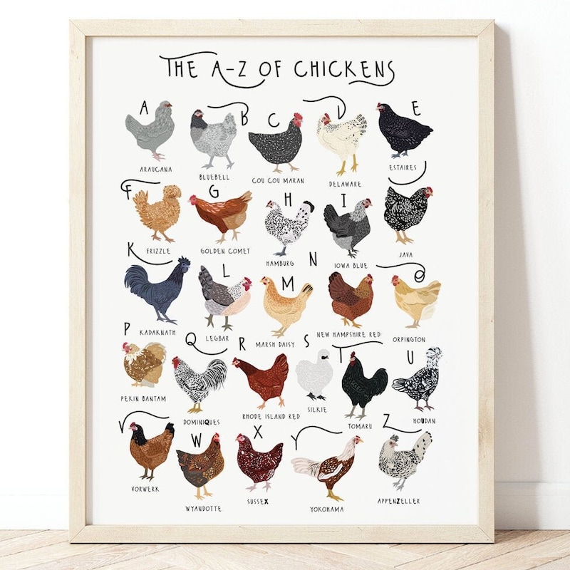 Poster of Chicken Types - Etsy UK
