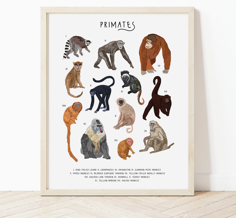 Primates Print Types Of Monkeys Poster Monkey Wall Art Cute Etsy