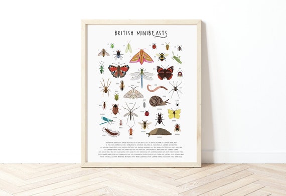British Minibeasts Print Insects Poster Nature Print - Etsy