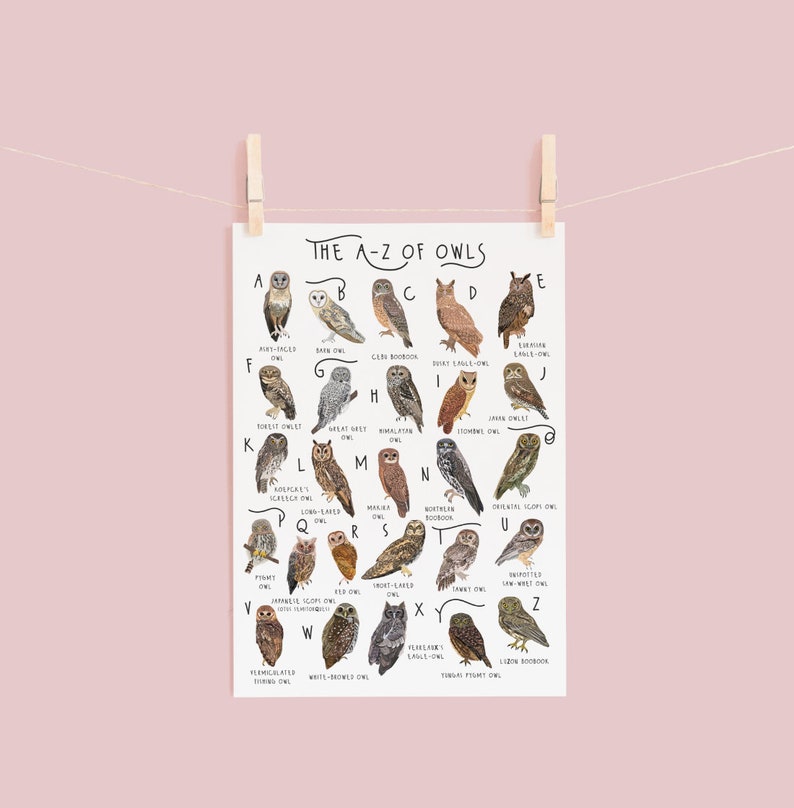 A-Z of Owls Poster, Owls Alphabet, Types of Owls Poster Illustration ...